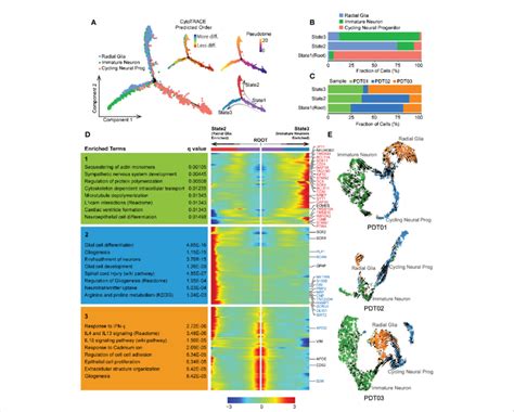 Evolution Of Neuroectodermal Cells In Pdt A Monocle Trajectory Of Download Scientific