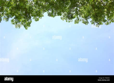 Tree With Blue Sky Stock Photo Alamy