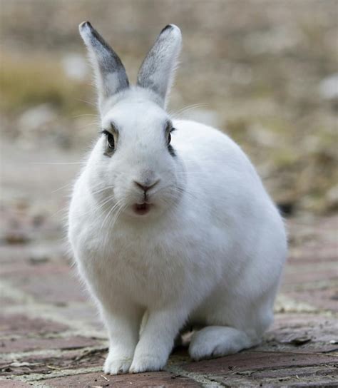 Premium Photo Close Up Of White Rabbit Sitting On Field