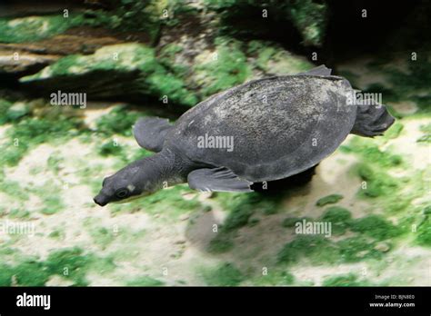 Fly River Turtle Carettochelys Insculpta Carettochelyidae Australia