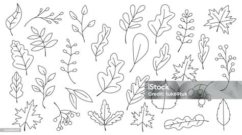 낙서 손 그린단단 나뭇잎 세트 벡터 일러스트레이션 단풍 또는 가을 단풍 아이콘 떨어지는 포플러 계절 휴일 인사말 카드 디자인에 대한 단풍 0명에 대한 스톡 벡터 아트 및