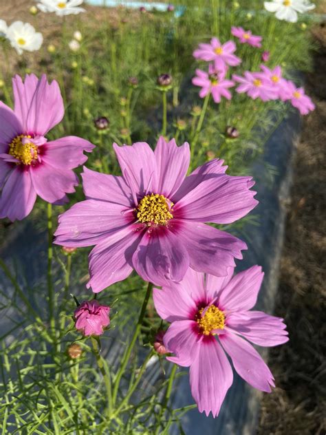 🌸เมล็ดดอกคอสมอส ดอกใหญ่ แบบรวมสี สวนโพธิ์ทอง เชียงใหม่