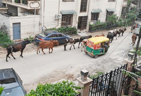 Cattle Invasion In C Block Samvada Broadcast