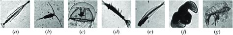 Example Images Of Classes In Our In Situ Plankton Dataset A Download Scientific Diagram