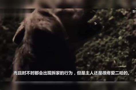 哈士奇突然倒地不起，身体还不停的抽搐，主人一看愤怒不已！主人身体哈士奇