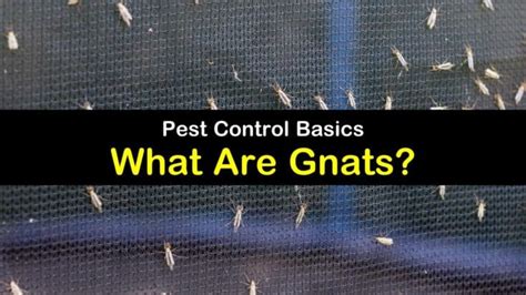 What Gnats Are And How To Get Rid Of Them