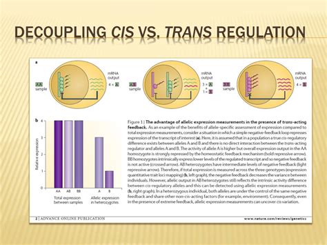 Ppt Cis Regulatory Snps Altering Transcription Detected By Allelic