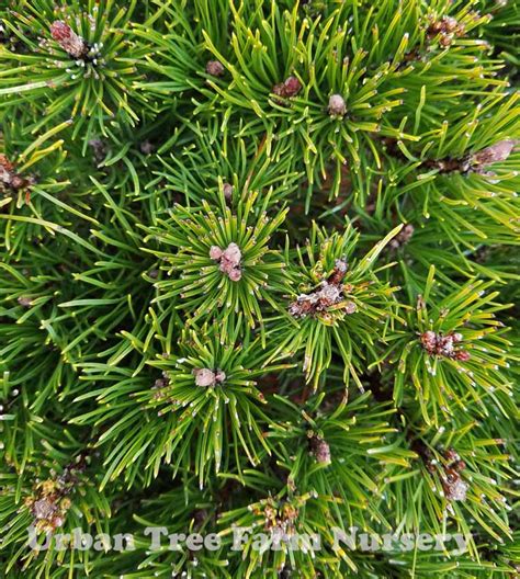 Pinus Mugo Mugo Pumilo Urban Tree Farm Nursery