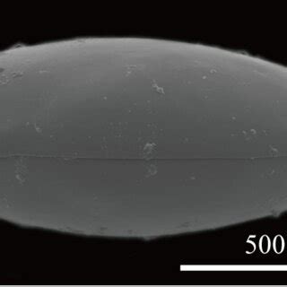 Fabaeformiscandona Kushiroensis Sp N SEM Images Paratype ICHUM