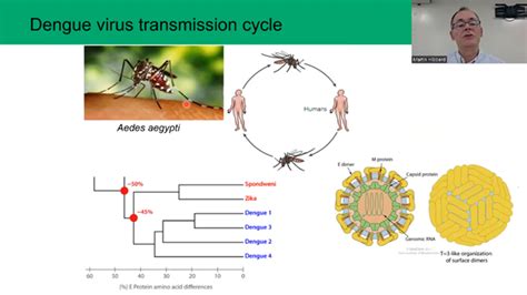 New Diagnostic Algorithm May Improve Ph Dengue Diagnosis And Surveillance Studies Suggest