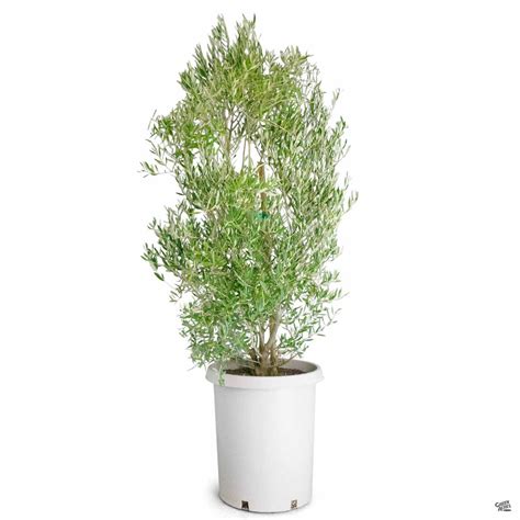 Fruitless Olive Multi Trunk — Green Acres Nursery And Supply