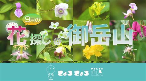 夏秋の御岳山で花探し登山 YouTube