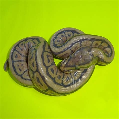 Ghost Mojave Spider Ball Python Hatchling