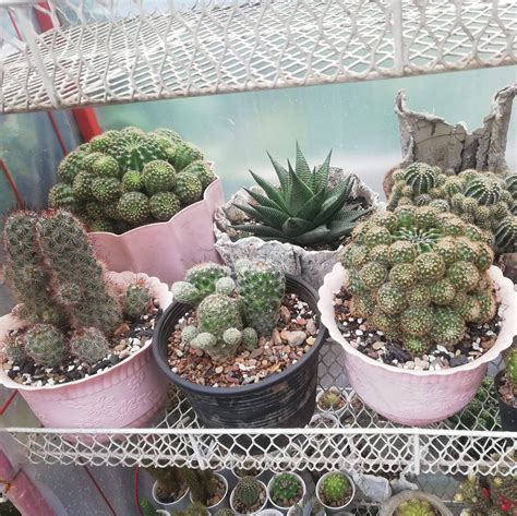 ກະບອງເພັດບ້ານບ້ານ ຫລວງພະບາງ