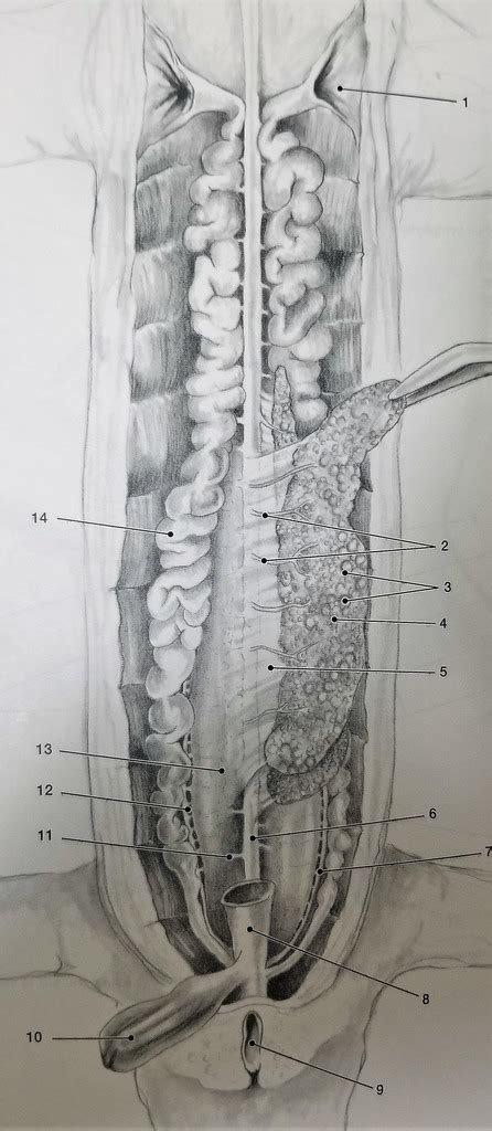 Necturus Female Diagram Diagram Quizlet