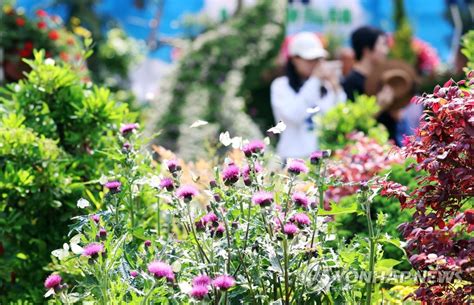함평 나비축제 즐겨요 연합뉴스