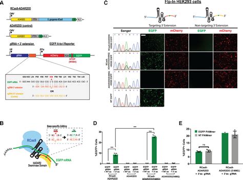 Figure 1 From Evaluation Of Engineered Crispr Cas Mediated Systems For Site Specific Rna Editing