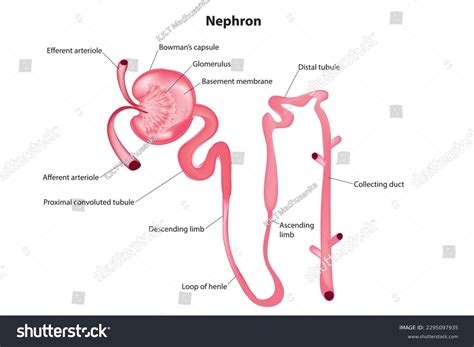 Nephron Structure