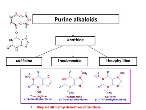 Biosynthetic Classification Of Alkaloids Pptx
