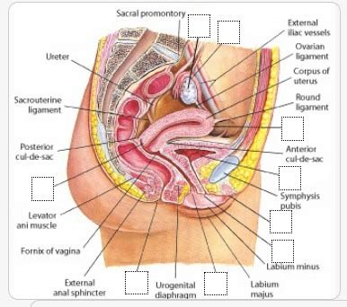 Patho Module 8 Spring 2022 Female Diagram Quizlet