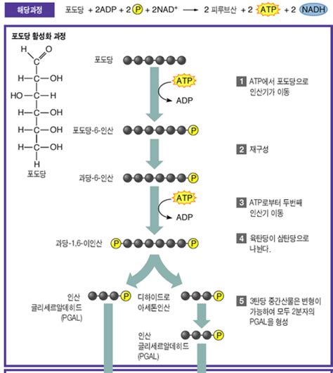 포도당이 에너지로 변환되는 과정 2 해당과정 네이버 블로그