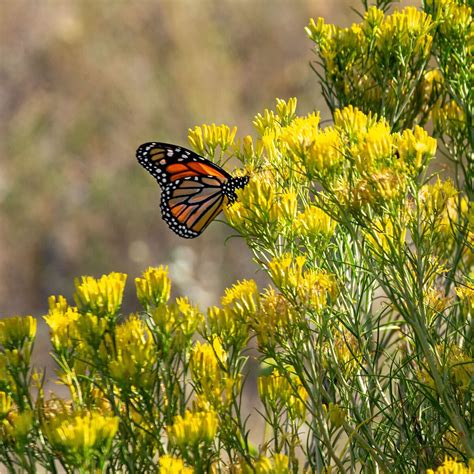 Chrysothamnus Viscidiflorus Yellow Rabbitbrush Siteone Us