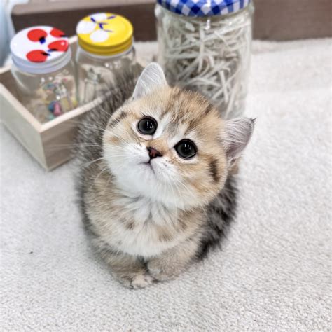 고양이분양 캣스타그램 브리티쉬숏헤어분양 먼치킨분양 랙돌분양 러시안블루분양 메인쿤분양 서울고양이분양 핑크골드브리티쉬숏헤어분양 분양비 65만 브리티쉬숏헤어분양 브리티시