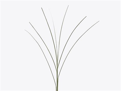 Miscanthus Sinensis Gracillimus