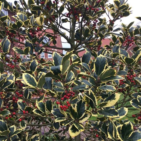 Ilex Aquifolium Golden Van Tol Common Holly Golden Van Tol