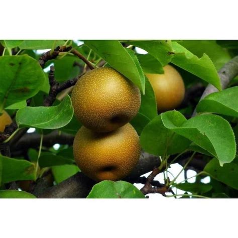 Yellow Pear Tree Shinseiki Asian Pear Buy Online