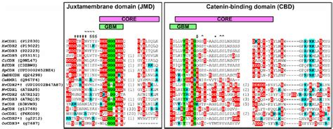 Sequence Alignment Of Cadherin Cytoplasmic Domains From Metazoa The