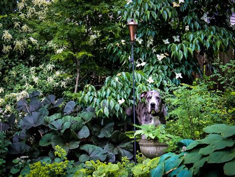 Hardy Plant Society Of Oregon Tips On Gardening With Big Trees