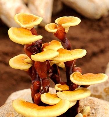 临沂野生灵芝收购 中科商务网