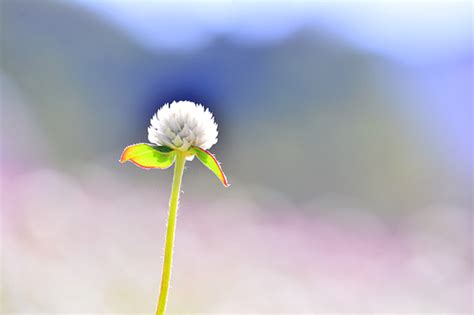 유토이미지 요즘 가을꽃으로 크게 각광받고 있는 천일홍꽃이 천만송이 피어난 나리공원의 환상적이고 그림같이 아름다운 풍경