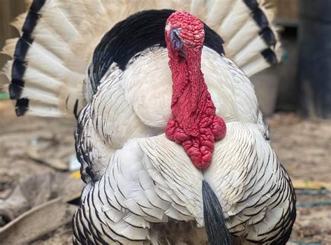 What Does A Royal Palm Turkey Look Like At Marc Beals Blog