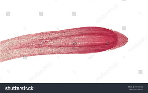 Cross Section Cut Root Tip Under Stock Photo Shutterstock