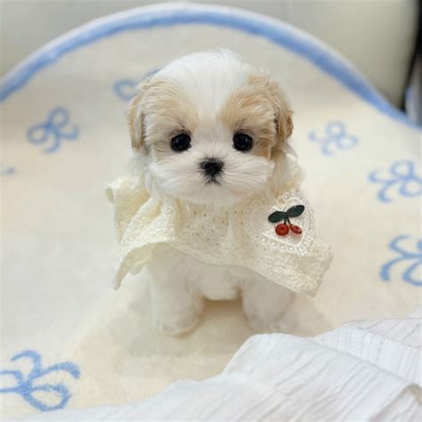 띠아몽 말티푸분양전문 노원강아지분양 중랑강아지분양 남양주강아지분양 의정부강아지분양 양주강아지분양 강남강아지분양 ᴛɪᴀᴍᴏɴɢᴘᴜᴘᴘʏ 크림파티말티푸 ️ 말티푸