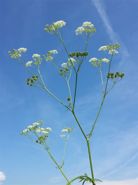 Купырь лесной (Anthriscus sylvestris) - PictureThis