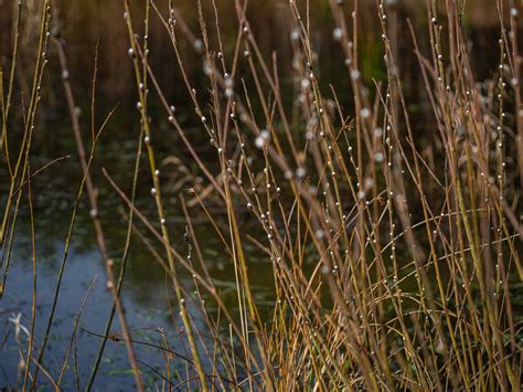 고리 버들 세공 막대 고양이 Pixabay의 무료 사진 Pixabay