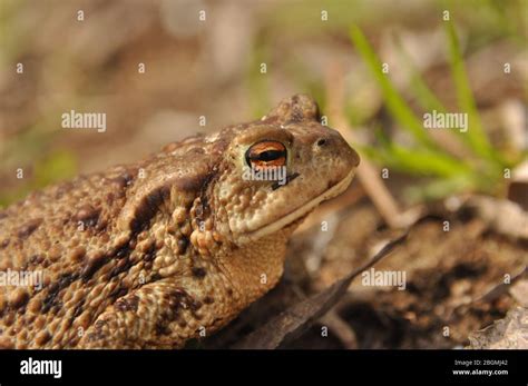 Toad Amphibian During The Spring Awakening And Mating Stock Photo Alamy