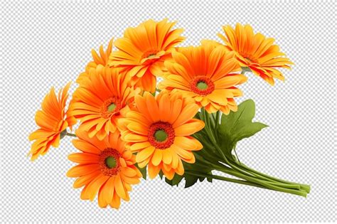 투명한 배경에 고립된 게르베라 데이지 꽃 Png 프리미엄 Ai 생성 Psd