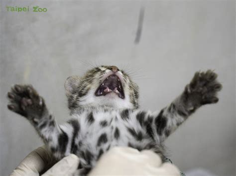 臺北市立動物園 新聞稿 石虎寶寶歡慶滿月 首次健檢萌度破表