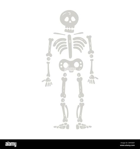 Human Skeleton Bones Stock Vector Image And Art Alamy