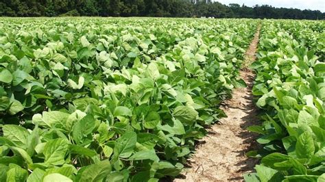 Soybean Tissue Sampling Morning Ag Clips