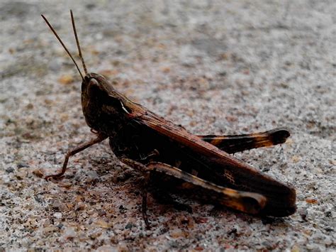 Free Picture Grasshoppers Insects Orthoptera Suborder Caelifera