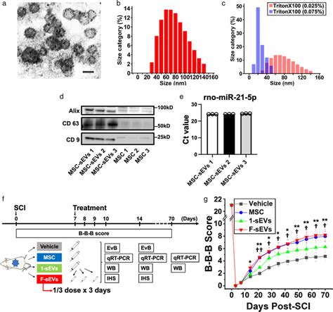 Experimental Protocol Characterization Of Msc‐sevs And Effects Of