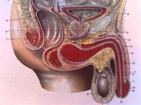 Anatomy And Physiology The Sex Organs The Male Sex Organs An Overview YouTube