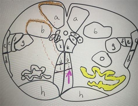 week 5 6 cns lab material flashcards quizlet