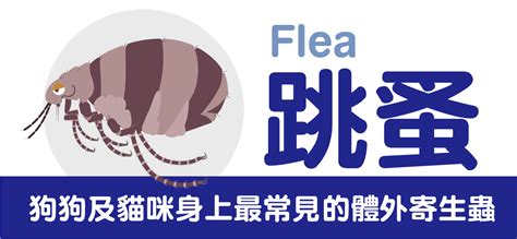 慈愛動物醫院 獸醫診療室 每月定期防「蟲」－降低感染體內外寄生蟲風險