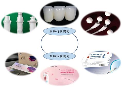 图5 生物医用陶瓷常见应用